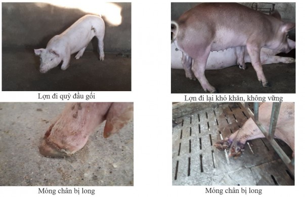 Fivevet - Công ty CP thuốc thú y Trung Ương 5 • GIẢI PHÁP NGĂN NGỪA BỆNH LỞ MỒM LONG MÓNG TRÊN LỢN